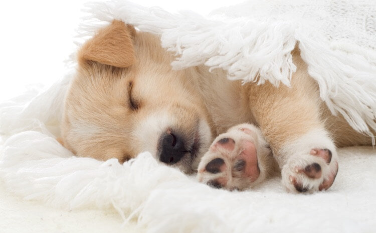 A Good Night’s Sleep: A Guide To Dog Beds | Kohepets