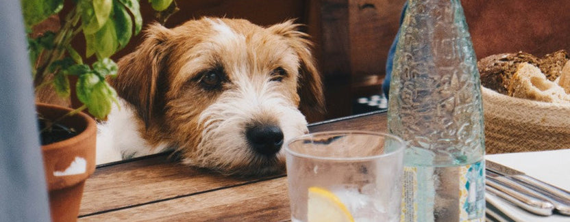 Best Dog Cafes in Singapore: 15 Pet-Friendly Spots to Visit | Kohepets