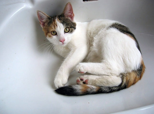 Things You Need When Getting Your First Cat | Kohepets