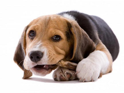 The Best Edible Dog Chews For Your Dog To Enjoy | Kohepets