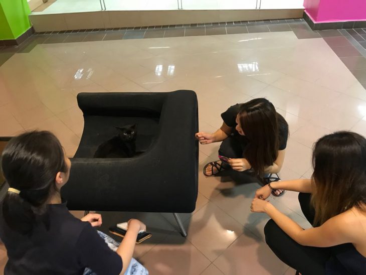 Insights: NUS Cat Cafe | Kohepets