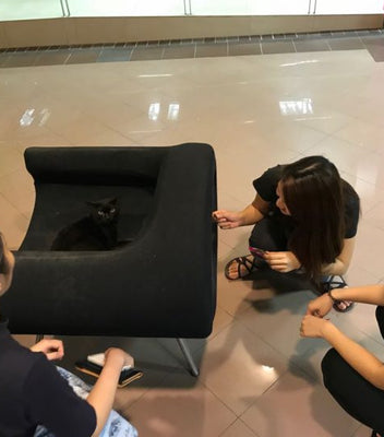 Insights: NUS Cat Cafe | Kohepets