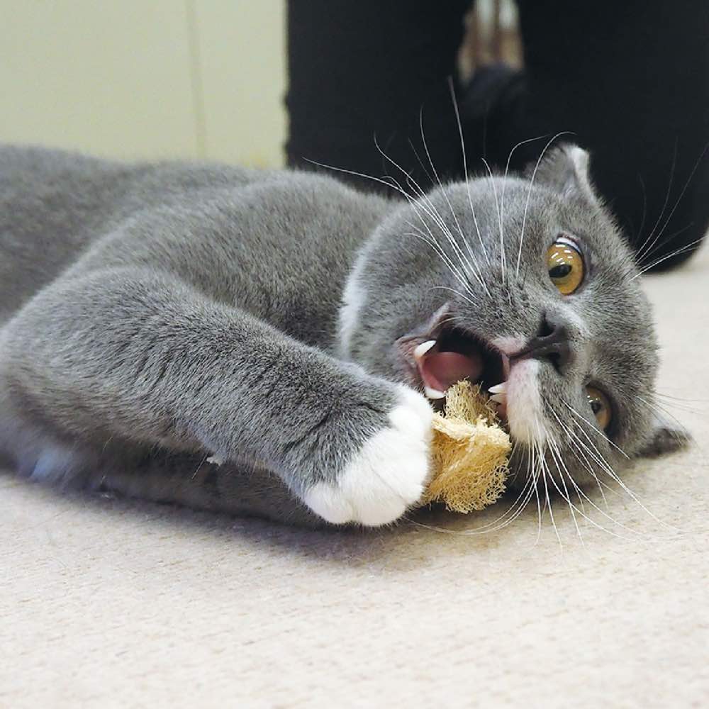 CattyMan Dental Loofah Mouse Chew With Natural Silvervine Powder Cat ...