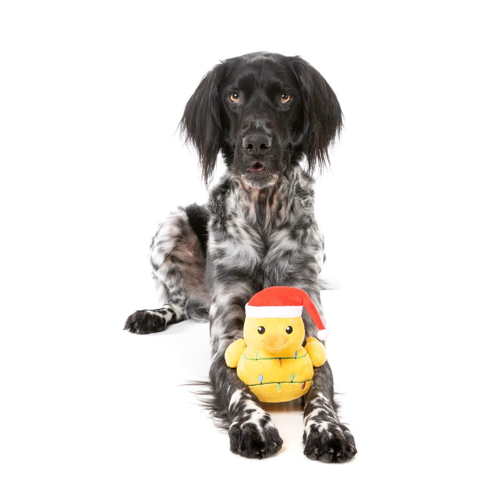 FuzzYard Christmas Merry Quackmas Plush Dog Toy | Kohepets