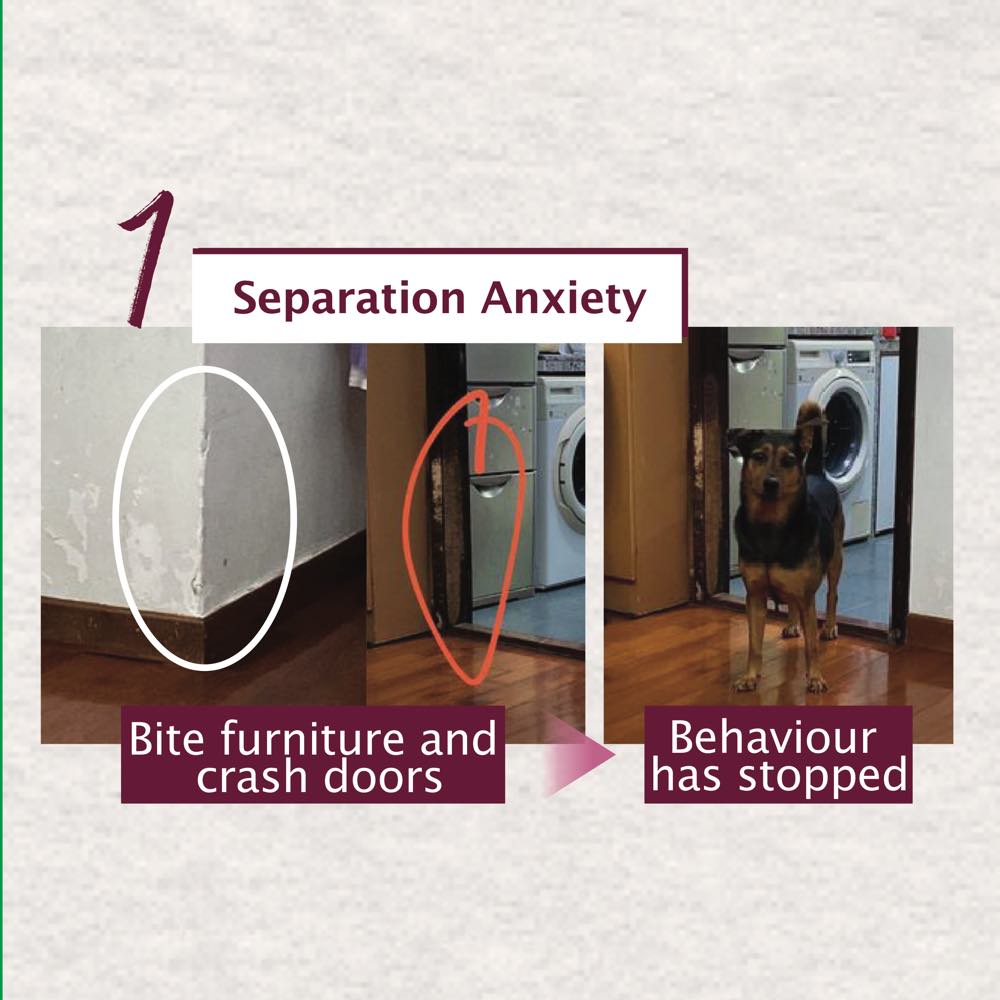 KiwiVital EnzoBoost Neuroprotection Enzogenol NZ Pine Bark Supplement ...