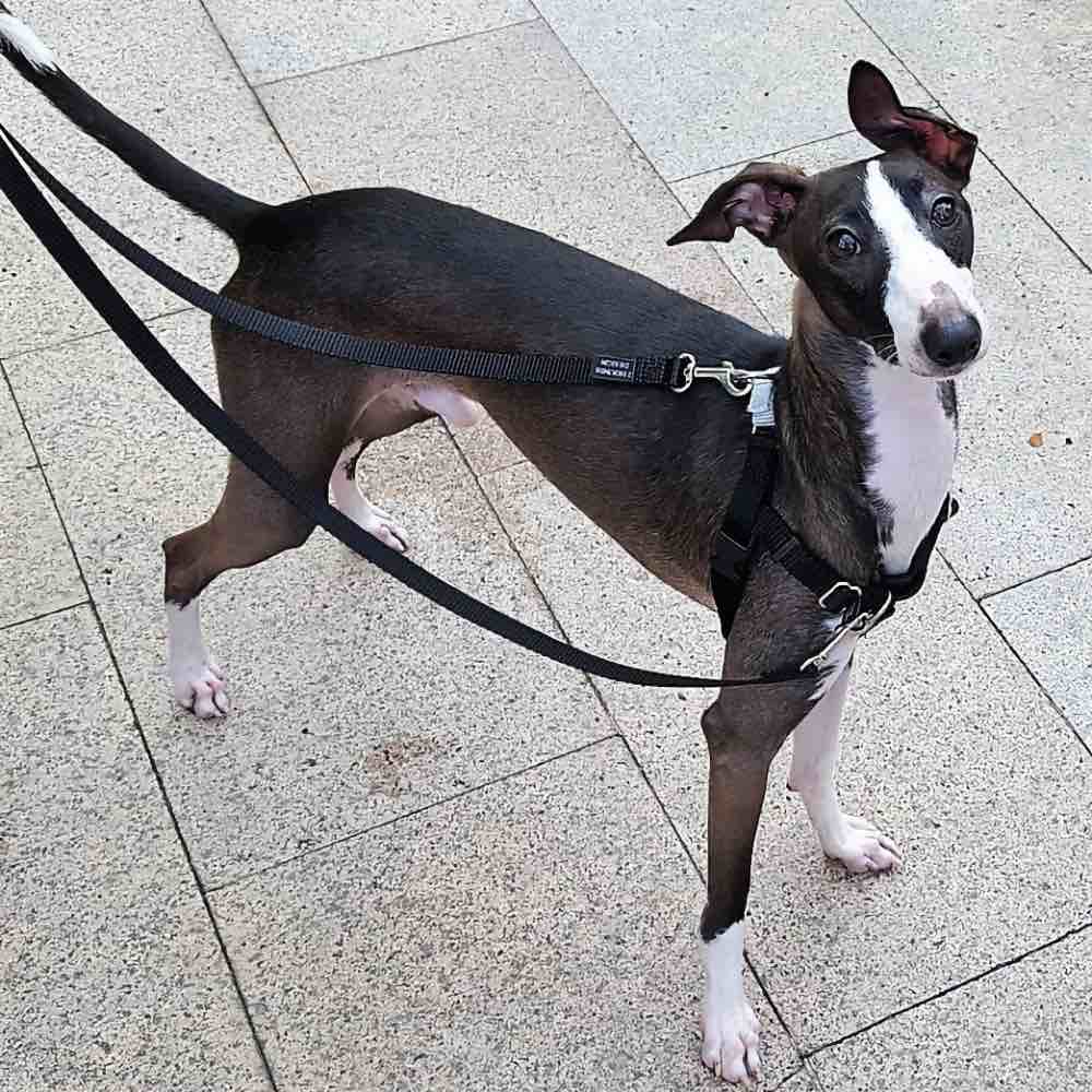 2 Hounds Design Freedom No-Pull Dog Harness & Leash - Black/Silver ...