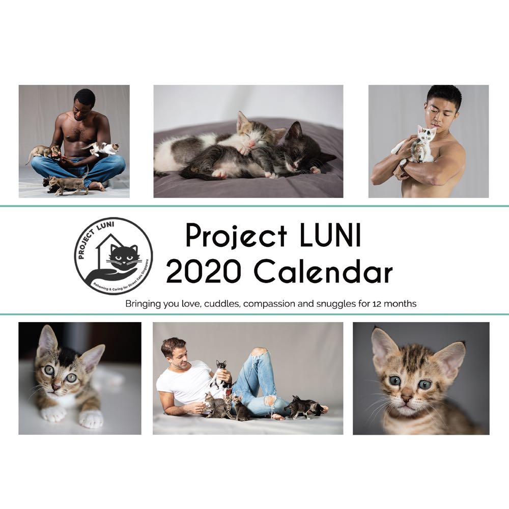 Project Luni Kitten Calendar 2020 | Kohepets