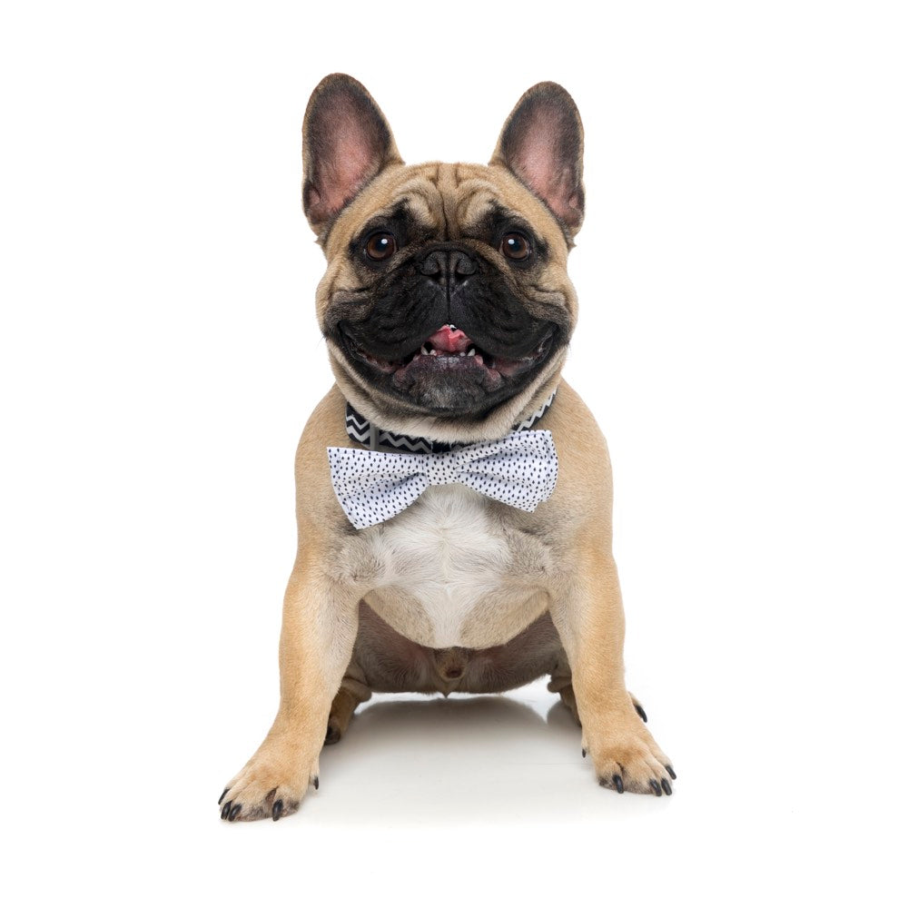 FuzzYard Pet Bow Tie (Bow & Arrow) | Kohepets