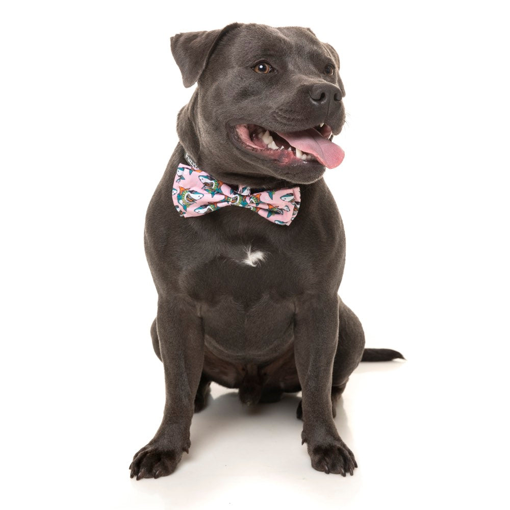 FuzzYard Pet Bow Tie (LL Cool Jaw$) | Kohepets