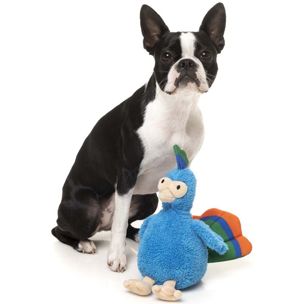 FuzzYard Showboat The Peacock Plush Dog Toy | Kohepets