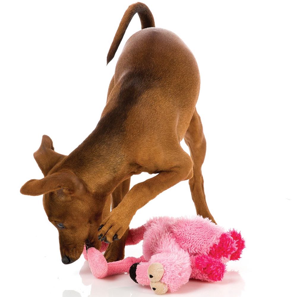 FuzzYard Flo Plush Dog Toy | Kohepets