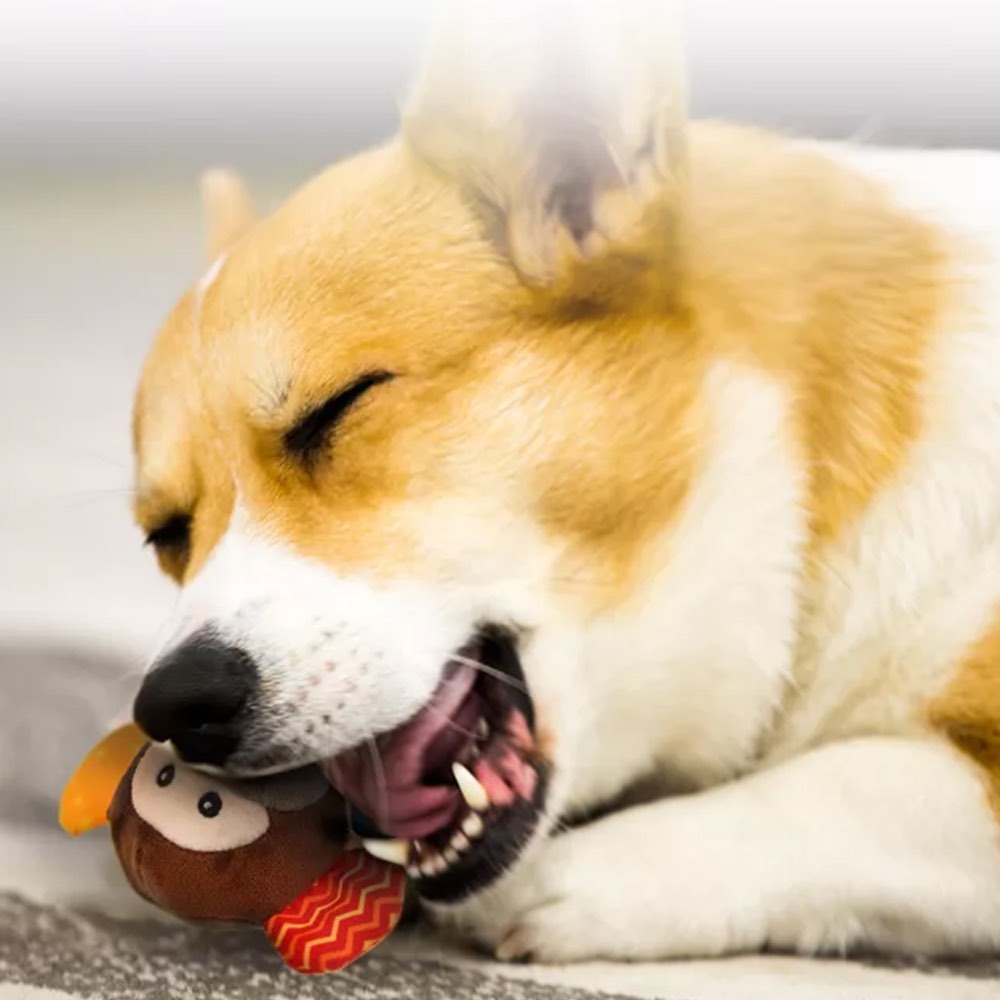 GiGwi Plush Friendz Tug Dog Toy (Monkey) | Kohepets