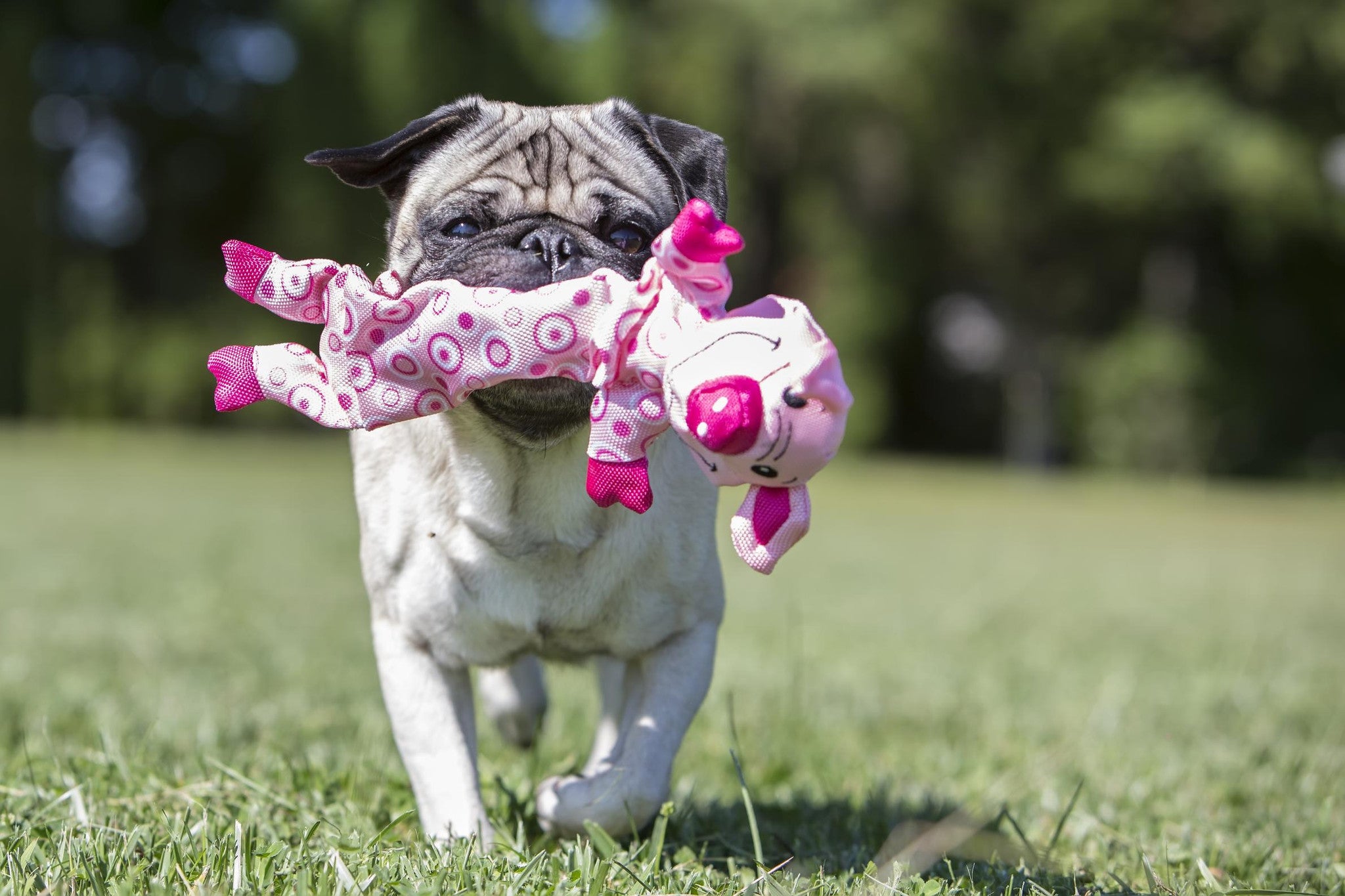 KONG STretchezz Pig Doy Toy Large | Kohepets