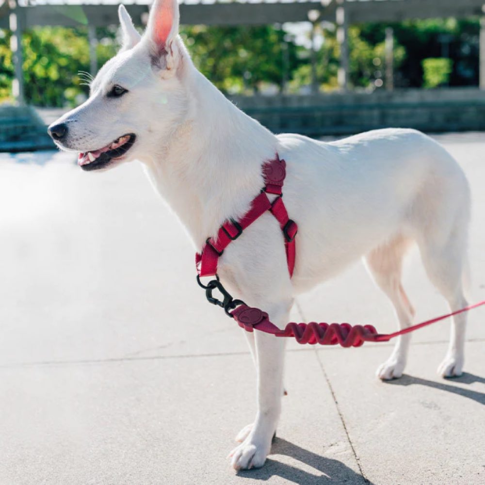 Zee.Dog Ruff Dog Leash (Bordeau) | Kohepets